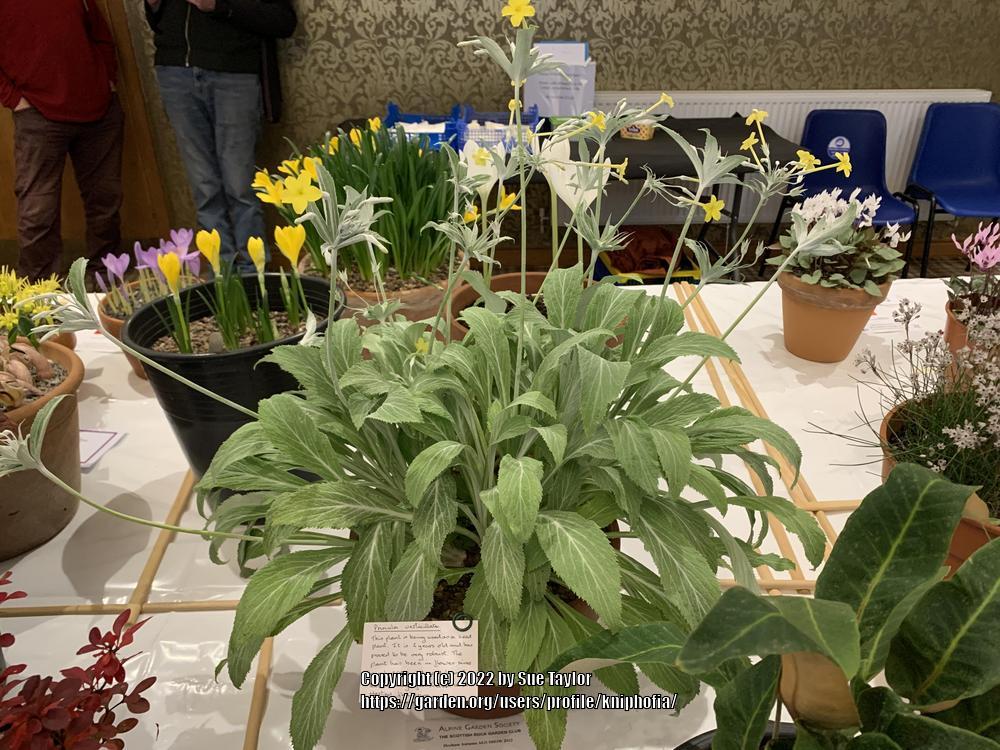 Photo of the entire plant of Abyssinian Primrose (Primula verticillata ...