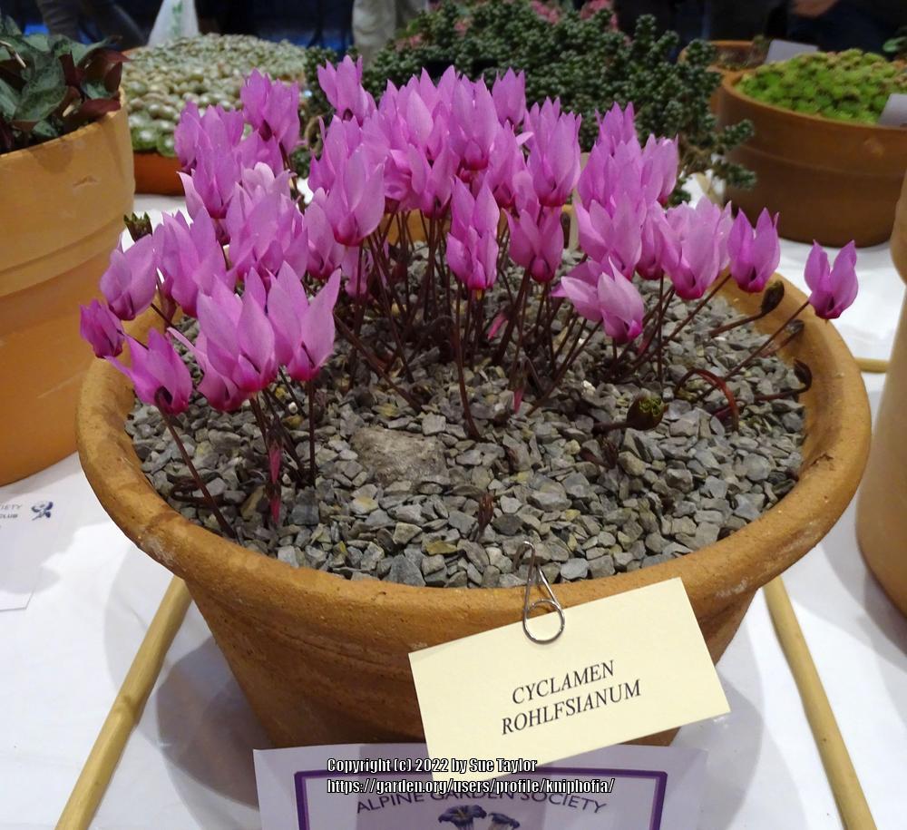 Photo of the entire plant of Libyan Cyclamen (Cyclamen rohlfsianum ...