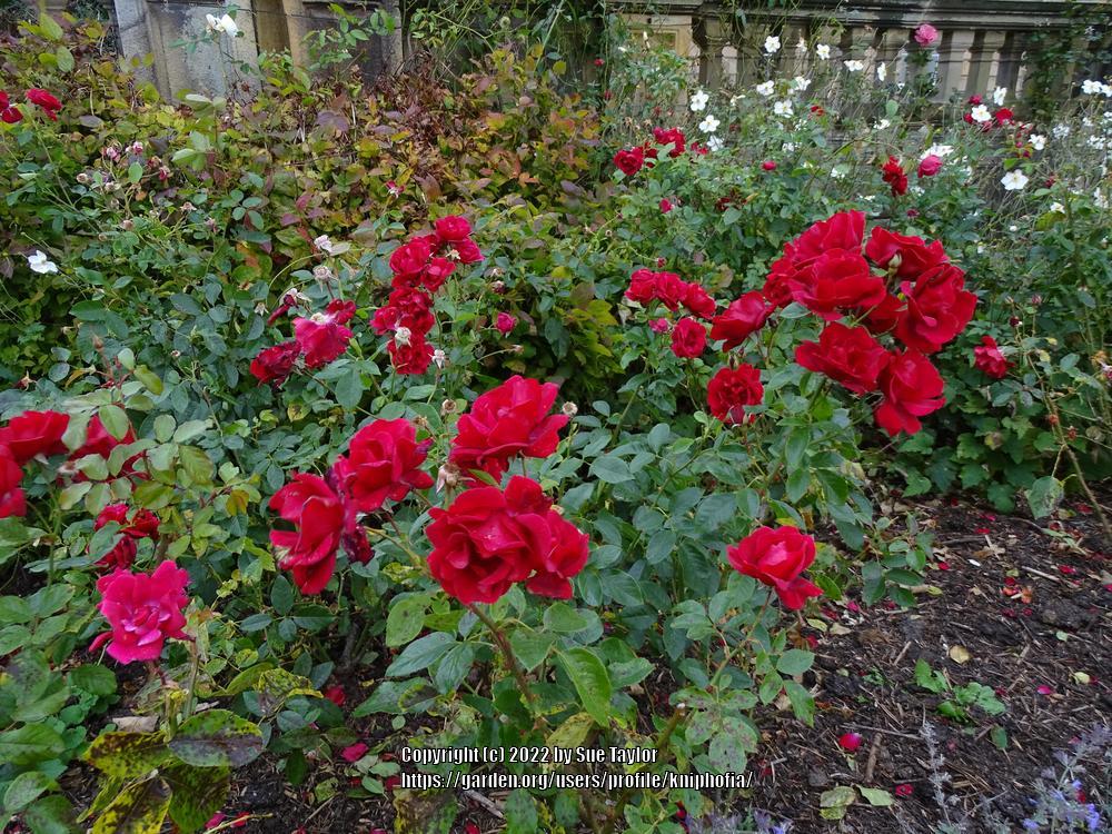 Photo of the entire plant of Rose (Rosa 'Frensham') posted by kniphofia ...