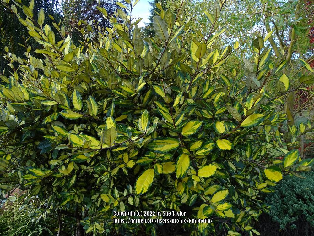 Photo of the leaves of Golden Elaeagnus (Elaeagnus pungens 'Maculata ...