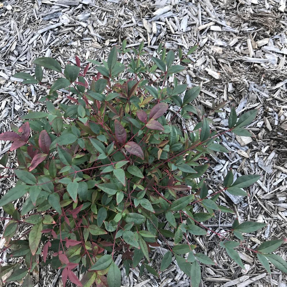 Photo of the entire plant of Heavenly Bamboo (Nandina domestica ...