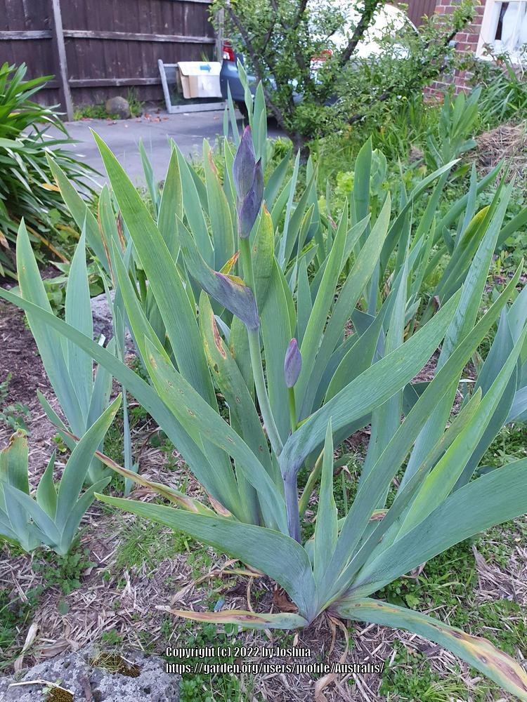 Photo of the stem, scape, stalk or bark of Tall Bearded Iris (Iris ...
