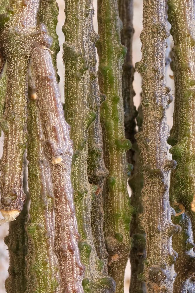 Photo of the stem, scape, stalk or bark of Bundle of Sticks (Cynanchum ...