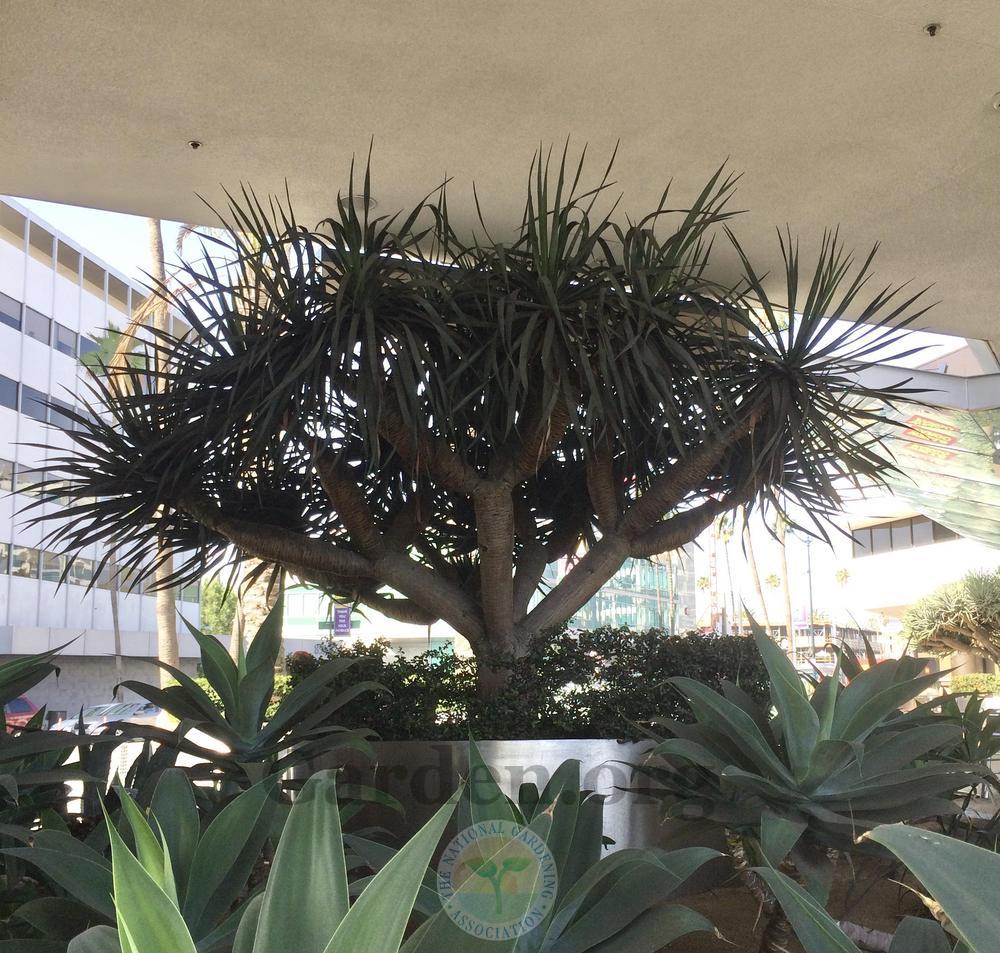 Photo of the entire plant of Canary Islands Dragon Tree (Dracaena draco ...