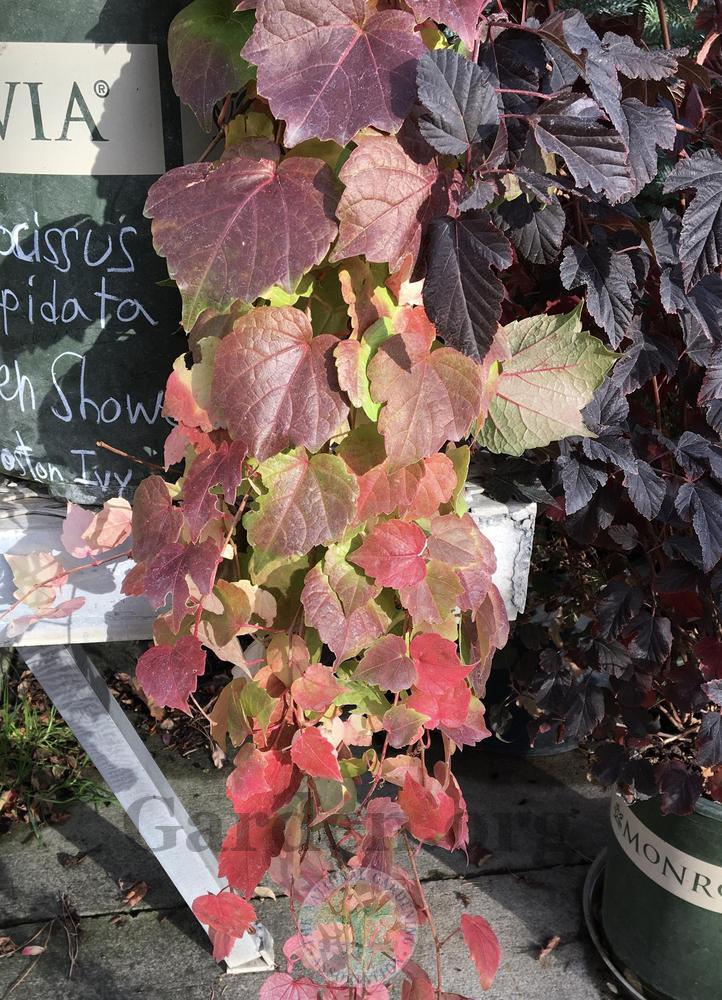 Photo of the fall color of Boston Ivy (Parthenocissus tricuspidata ...