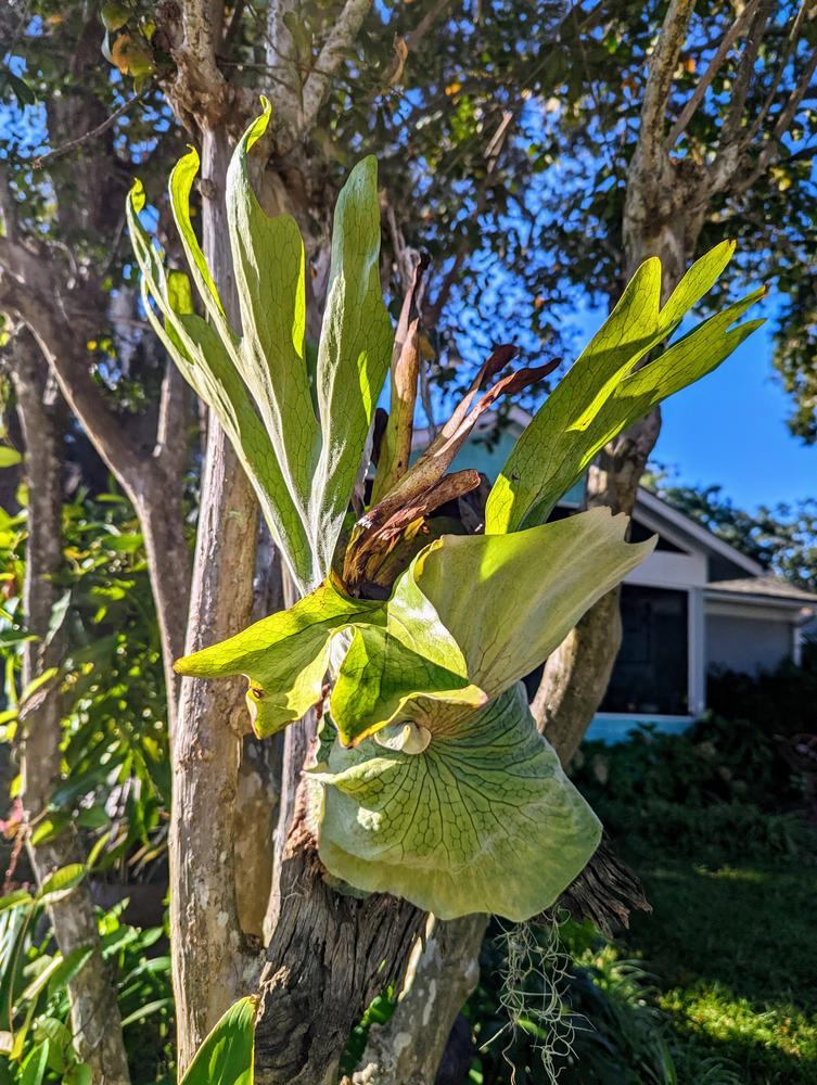 Photo of the entire plant of Triangle Staghorn Fern (Platycerium ...