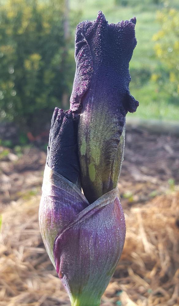 Photo of the closeup of buds, sepals and receptacles of Intermediate ...