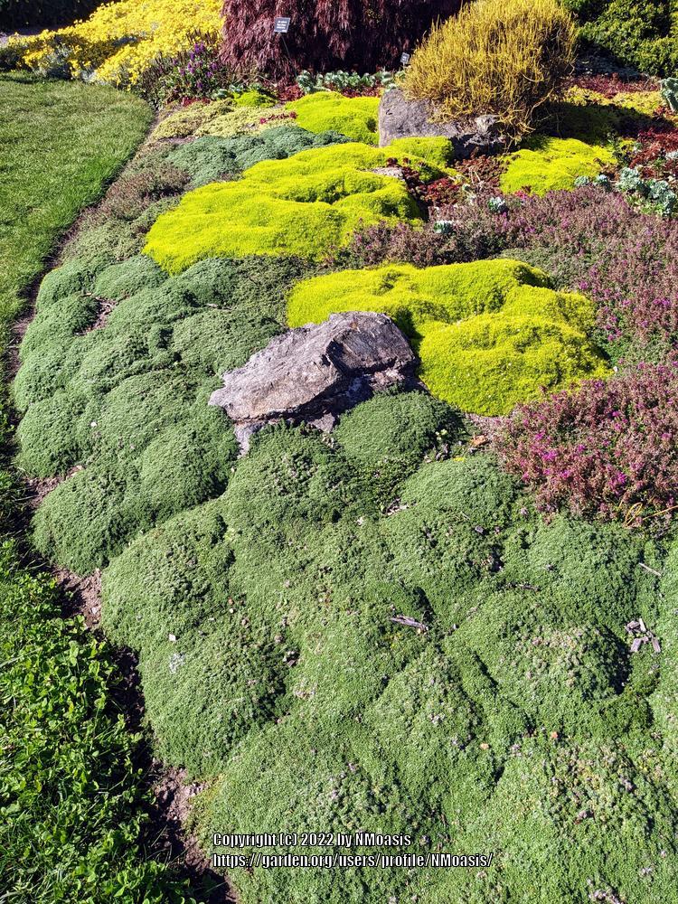 Viewing a Plant Combination by NMoasis - Garden.org
