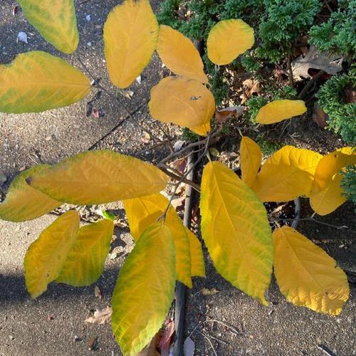 Henry Wilson Tree (Sinowilsonia henryi) - Garden.org