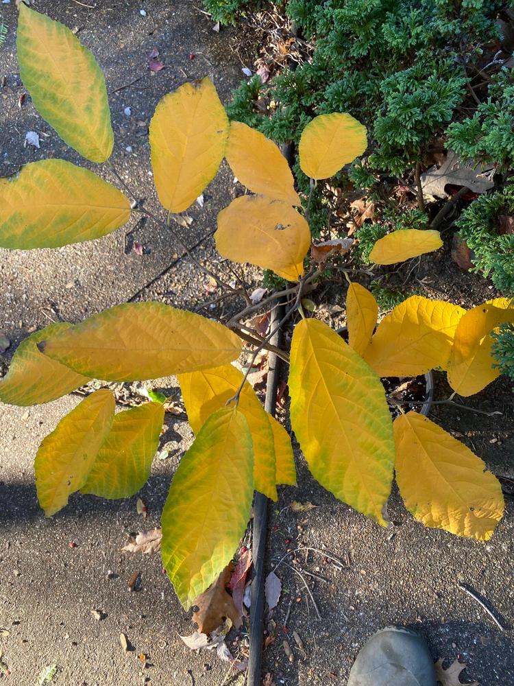 Henry Wilson Tree (Sinowilsonia henryi) - Garden.org