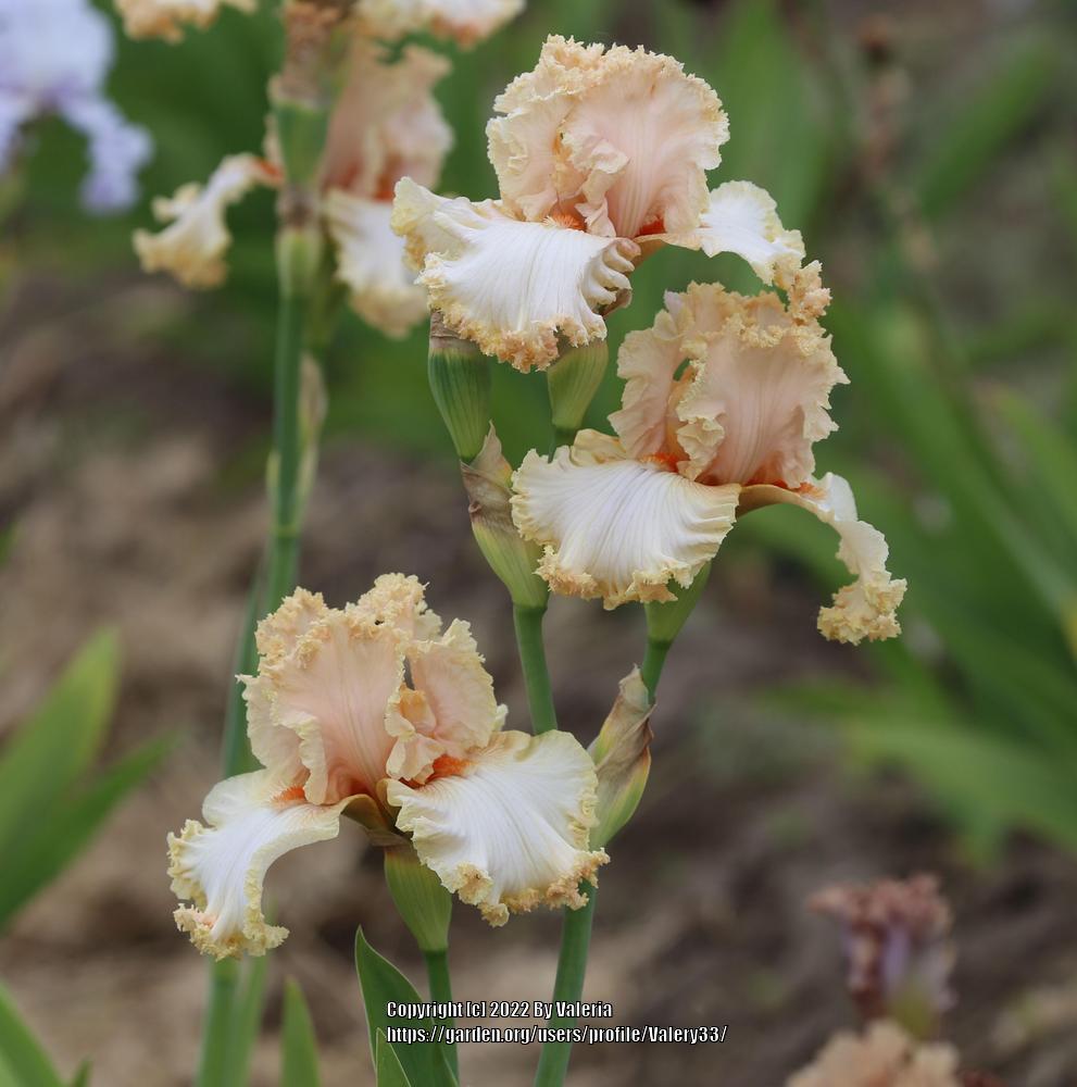 Photo of the bloom of Tall Bearded Iris (Iris 'Cappuccino Lace') posted ...