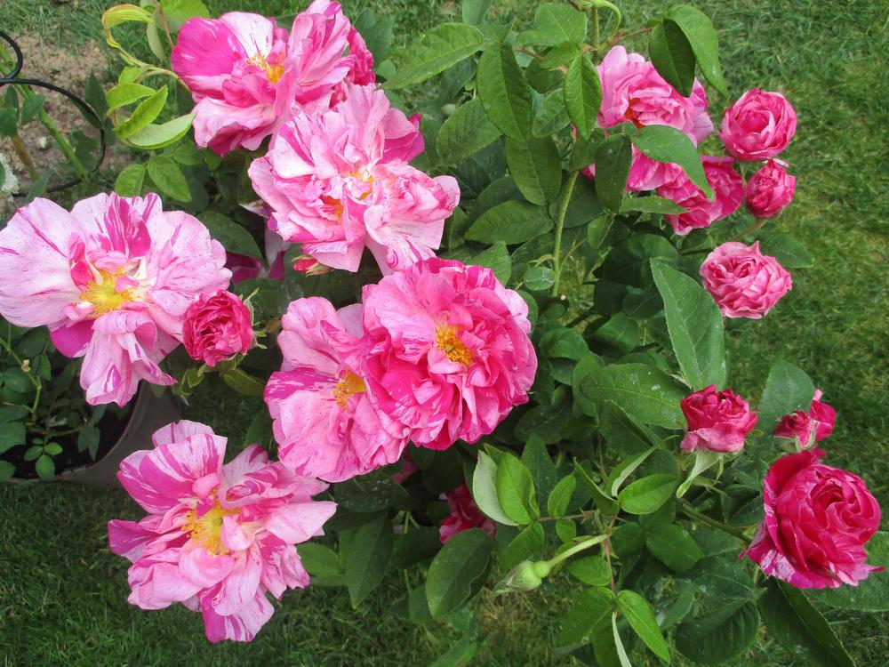 Photo of the bloom of Rose (Rosa 'Rosa Mundi') posted by Versicolor ...