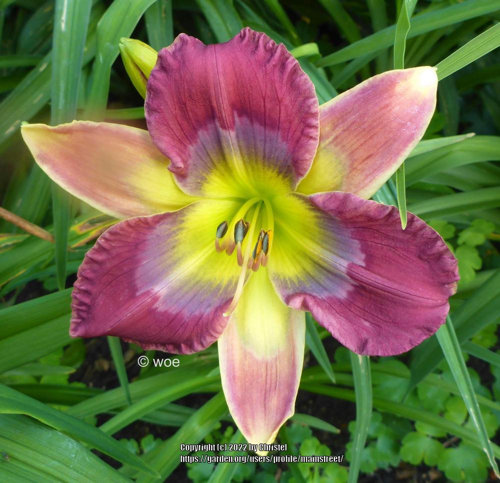 Daylily (Hemerocallis 'Denim Heart') in the Daylilies Database - Garden.org