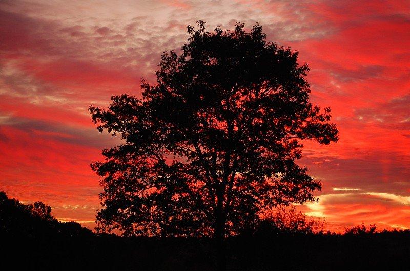 Photo of the entire plant of Maple-leaf Oak (Quercus acerifolia) posted ...