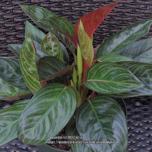Chinese Evergreen (Aglaonema 'Chocolate') in the Aglaonemas Database ...