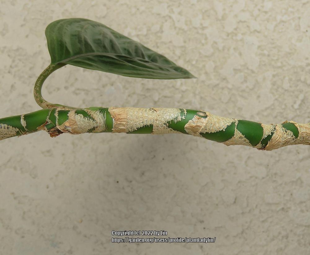 Photo of the stem, scape, stalk or bark of Chinese Evergreen (Aglaonema ...