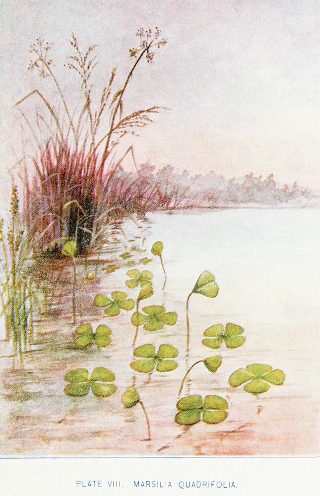 Photo of the documentation of European Water Fern (Marsilea quadrifolia ...