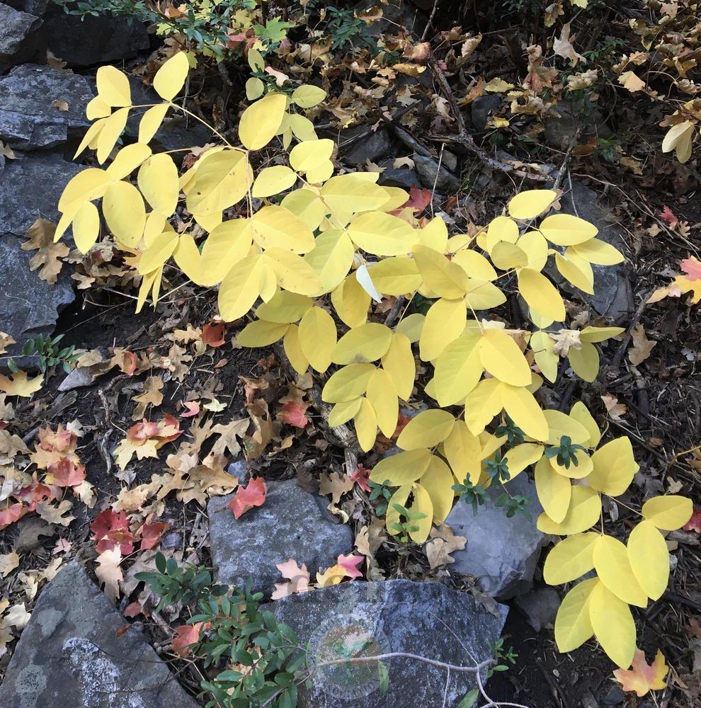 Photo of the fall color of Spreading dogbane (Apocynum androsaemifolium ...