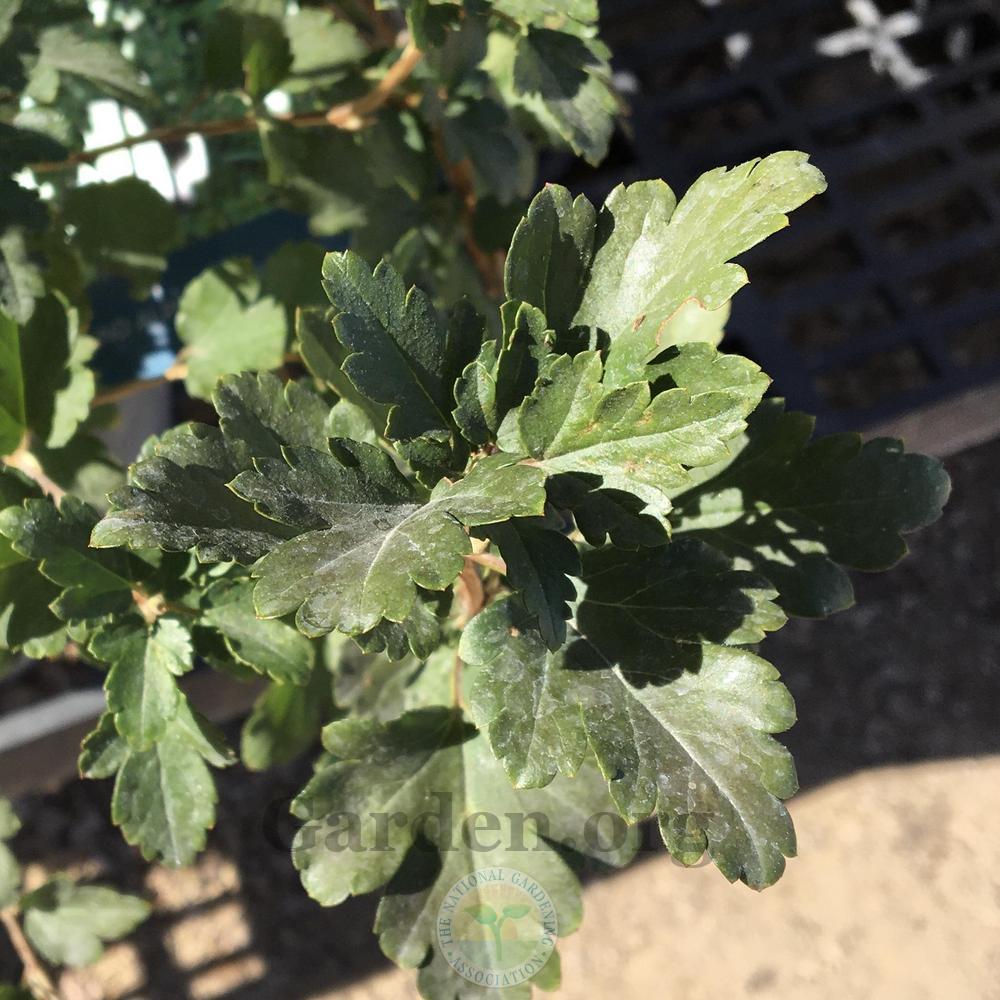 Photo of the leaves of Alpine Currant (Ribes alpinum 'Green Mound ...