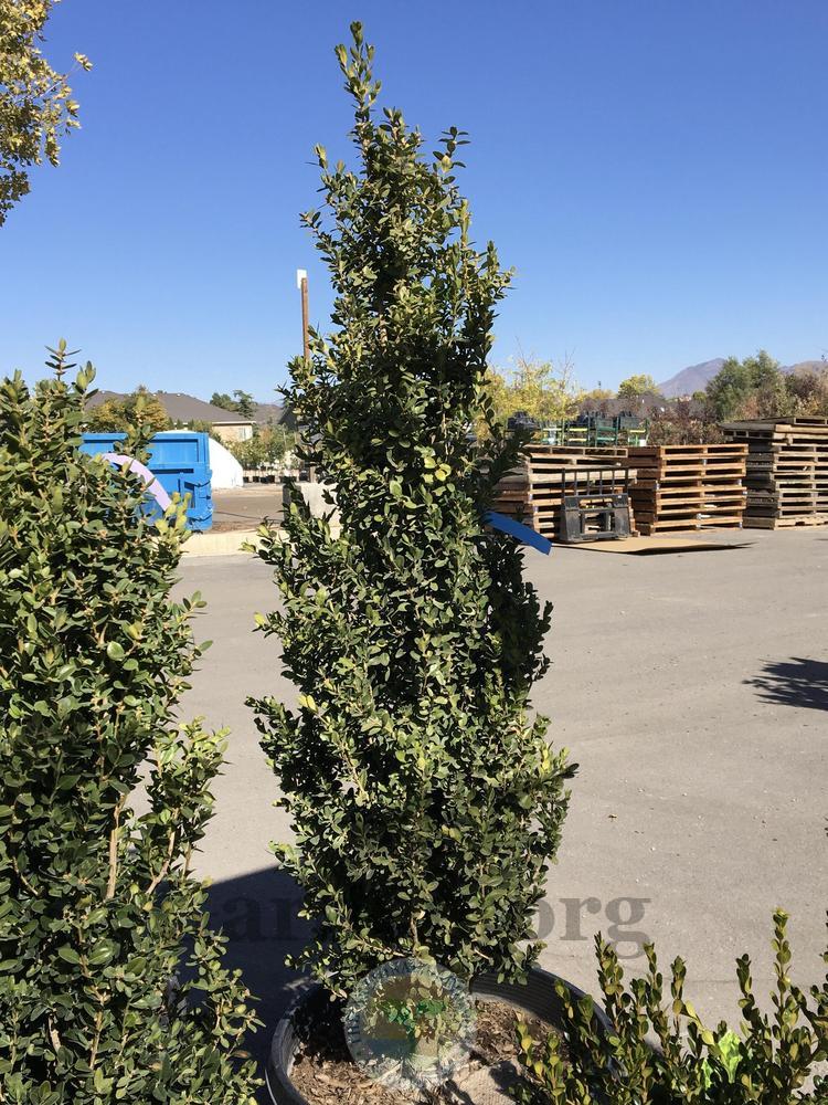 Common Boxwood (Buxus sempervirens 'Green Pillar') - Garden.org