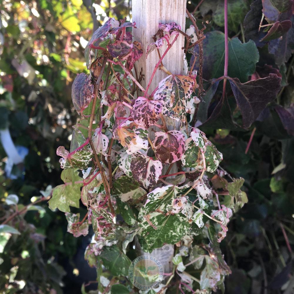 Boston Ivy (Parthenocissus tricuspidata Calico Cat™) - Garden.org