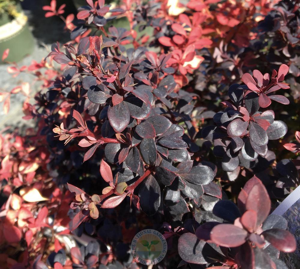 Photo of the leaves of Barberry (Berberis Sunjoy® Todo™) posted by ...