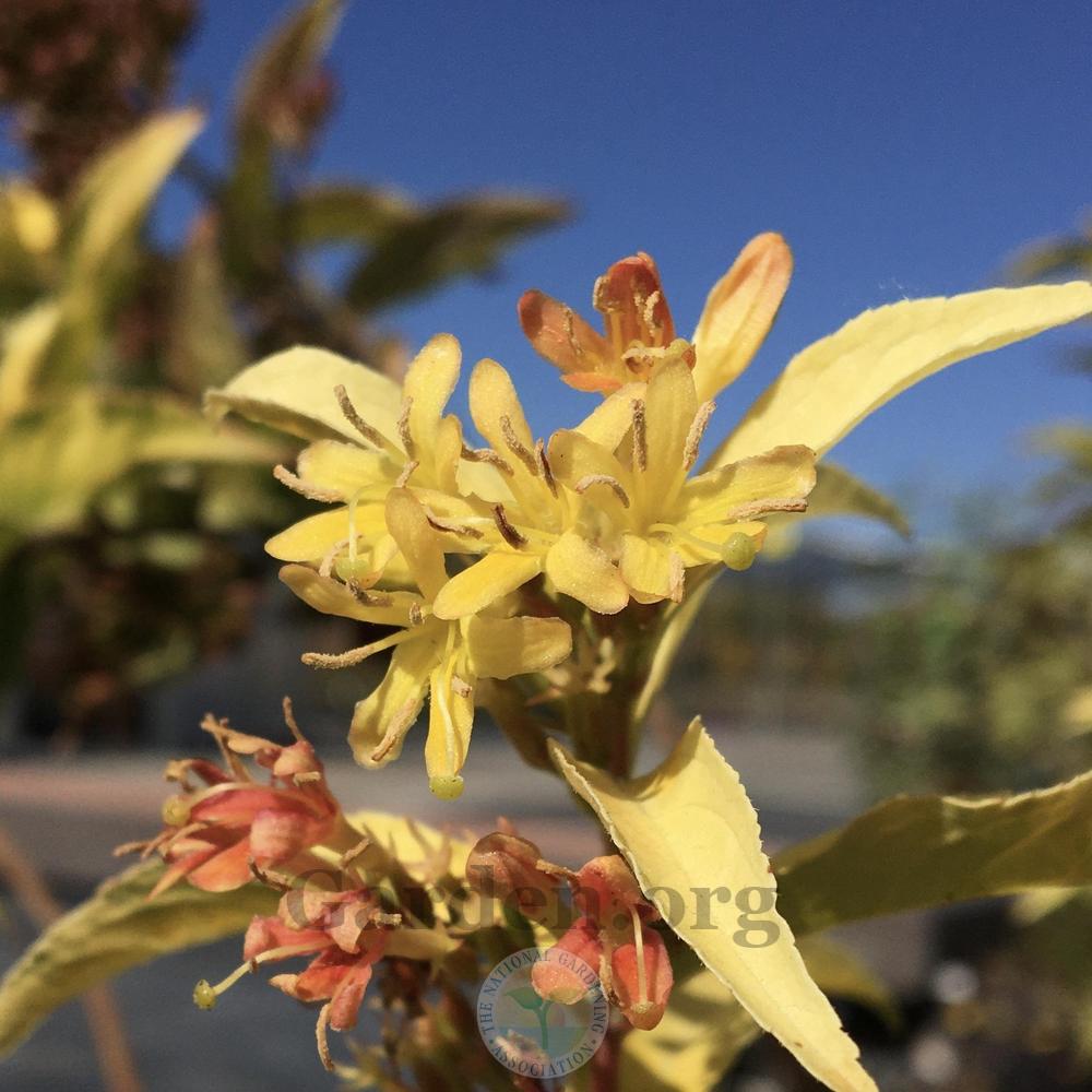 Photo of the bloom of Mountain Bush-Honeysuckle (Diervilla rivularis ...