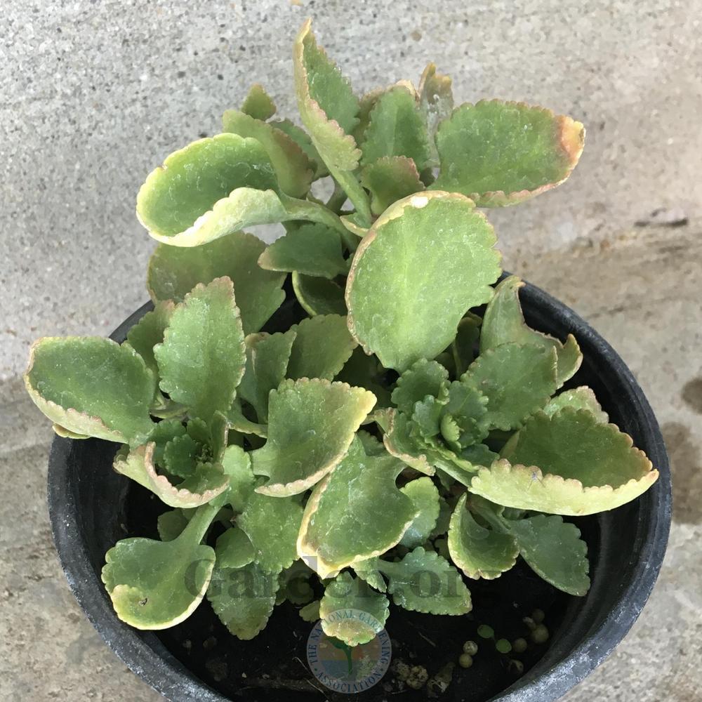 Photo of the seedling or young plant of Lamb's Tail (Umbilicus ...