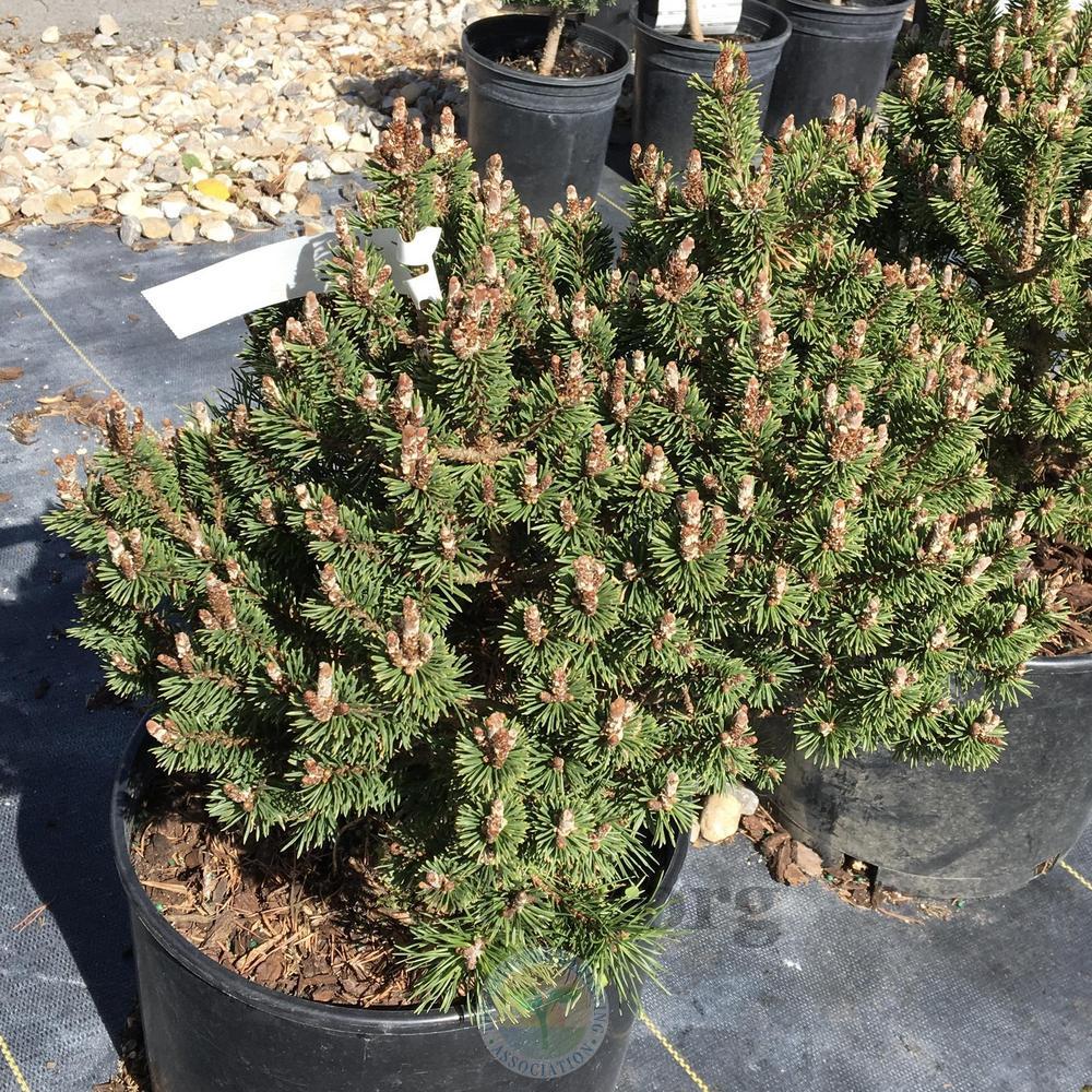 Photo of the entire plant of Mugo Pine (Pinus mugo 'Minima Kalouš ...