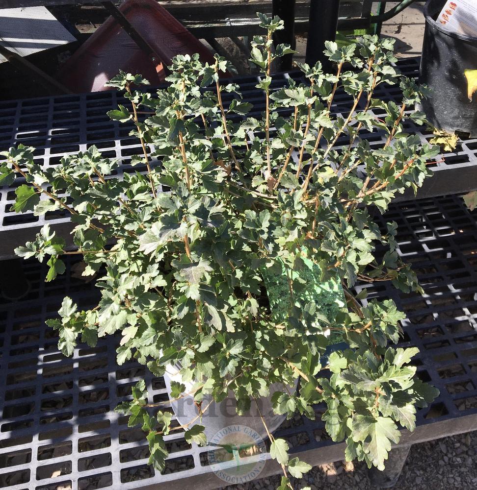 Photo of the entire plant of Alpine Currant (Ribes alpinum 'Green Mound ...