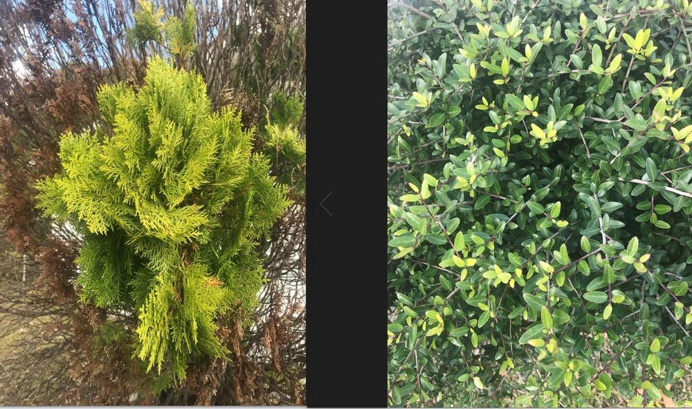 Identifying a Bush/Shrub in the Plant ID forum - Garden.org