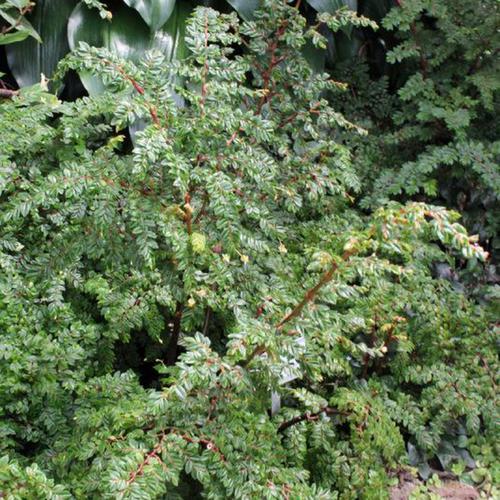 Begonia (Begonia foliosa) in the Begonias Database - Garden.org