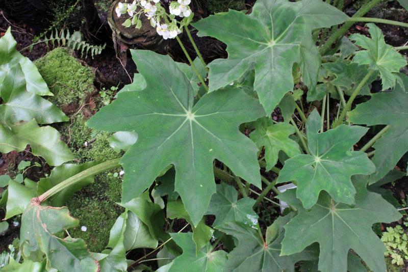 Photo of the leaves of Star Begonia (Begonia heracleifolia) posted by ...