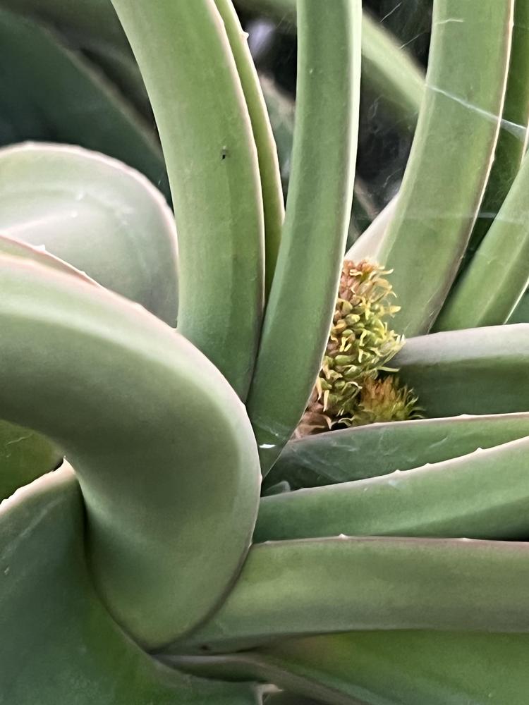 Photo of the bloom of Giant Tree Aloe (Aloidendron barberae) posted by ...