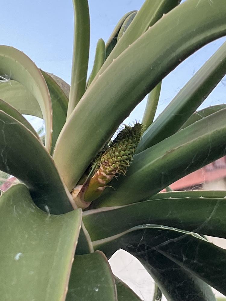 Photo of the bloom of Giant Tree Aloe (Aloidendron barberae) posted by ...
