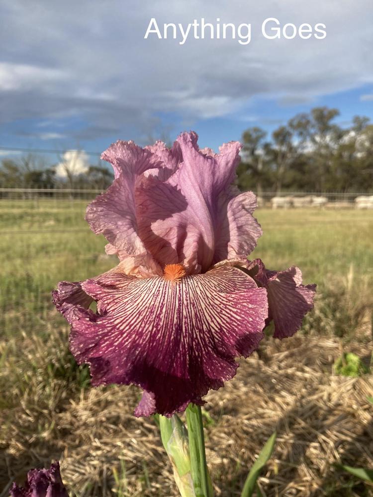 TullyveaIrisFarm's Plant List - Garden.org
