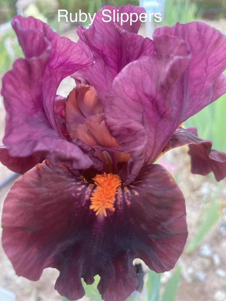 Photo of the bloom of Intermediate Bearded Iris (Iris 'Ruby Slippers ...