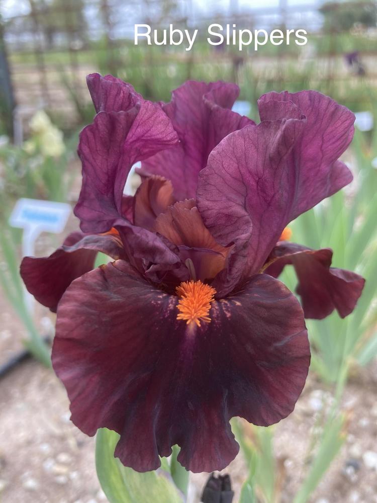 Photo of the bloom of Intermediate Bearded Iris (Iris 'Ruby Slippers ...