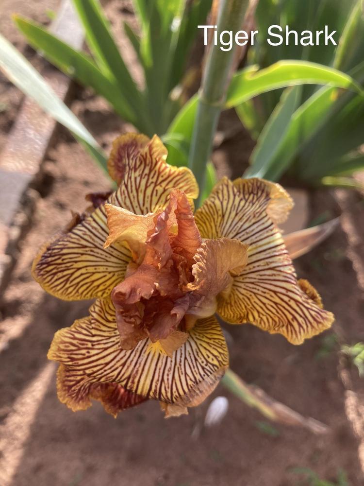 Photo of the bloom of Tall Bearded Iris (Iris 'Tiger Shark') posted by ...