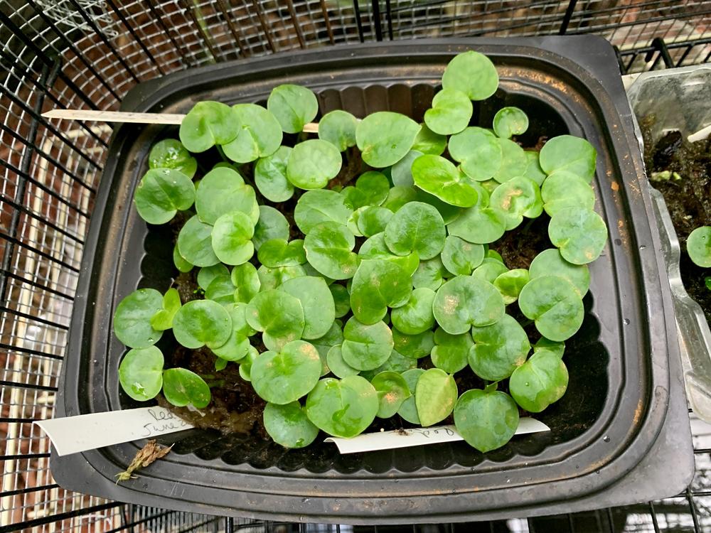Rooting chamber in the Houseplants forum - Garden.org