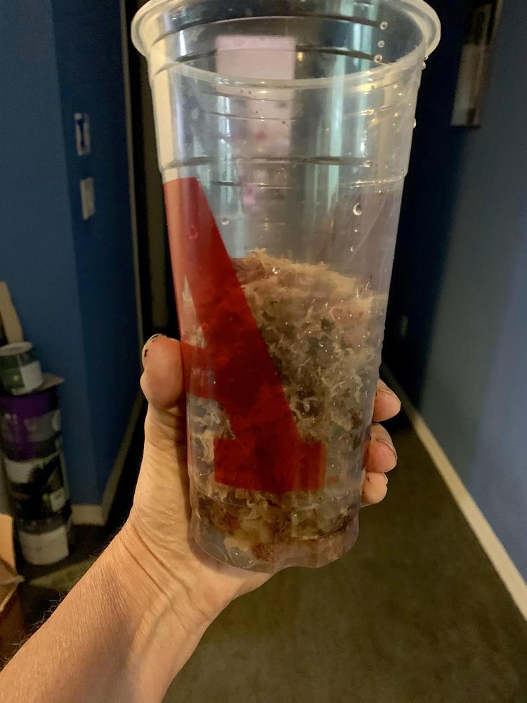 Rooting chamber in the Houseplants forum - Garden.org