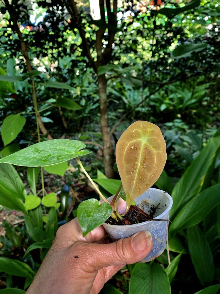 Rooting chamber in the Houseplants forum - Garden.org