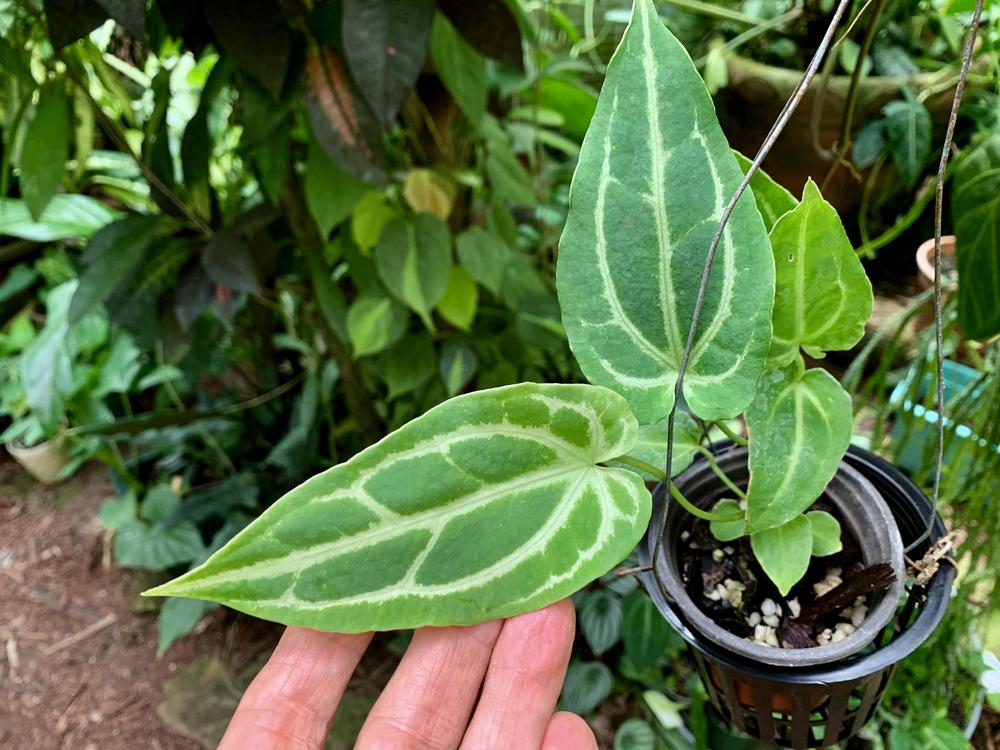 Rooting chamber in the Houseplants forum - Garden.org