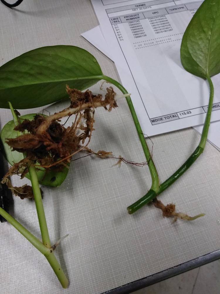 Rooting chamber in the Houseplants forum - Garden.org