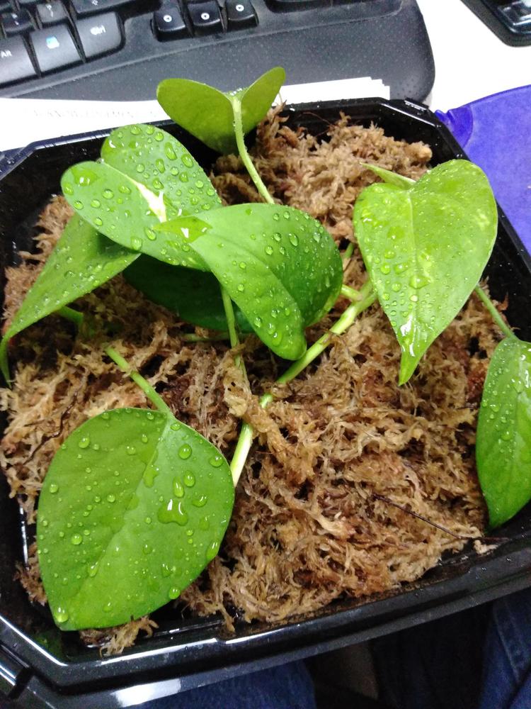 Rooting chamber in the Houseplants forum - Garden.org