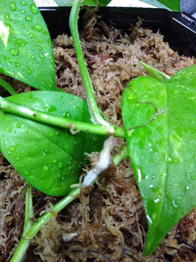 Rooting chamber in the Houseplants forum - Garden.org