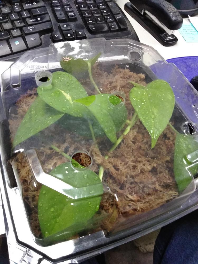 Rooting chamber in the Houseplants forum - Garden.org