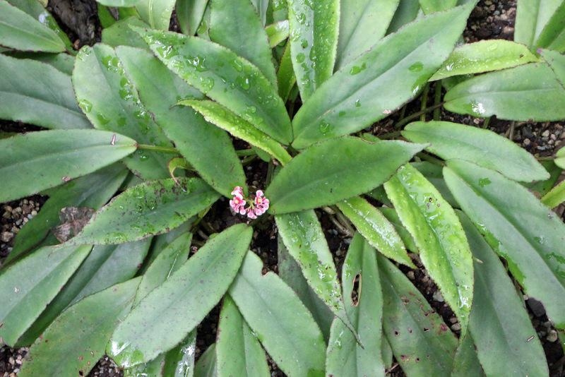 Photo of the entire plant of Begonia (Begonia longipetiolata) posted by ...