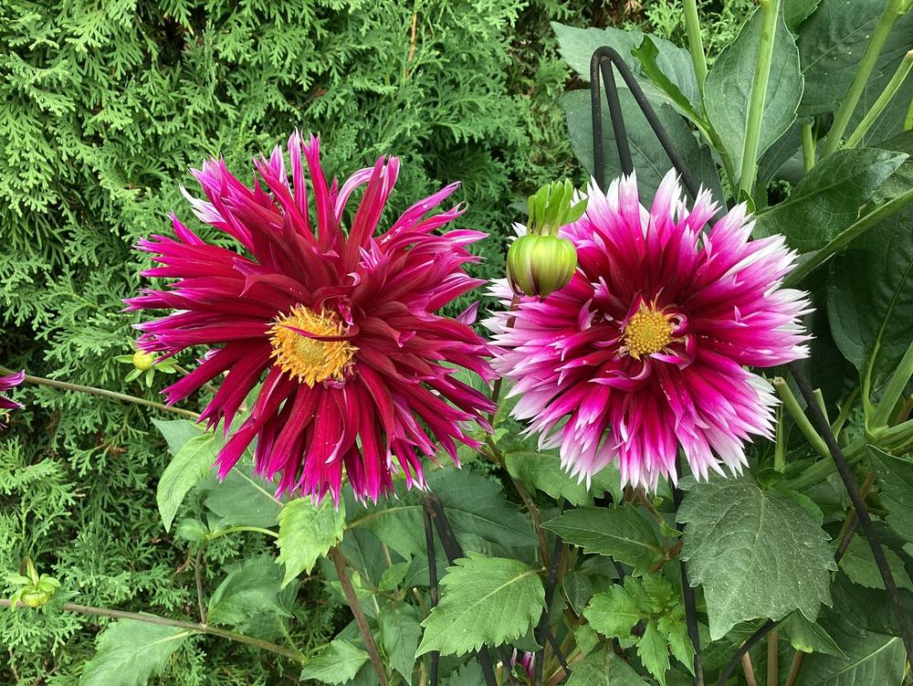 Photo of the bloom of Dahlia 'Alauna Clair-Obscure' posted by ...