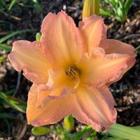 Photo of the bloom of Daylily (Hemerocallis 'Ruth Whitten') posted by ...